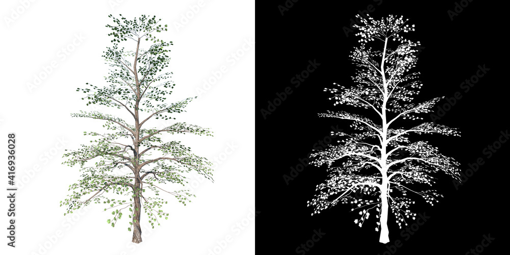 Front view of Plant (Pinus Pine 8) Tree png with alpha channel to ...