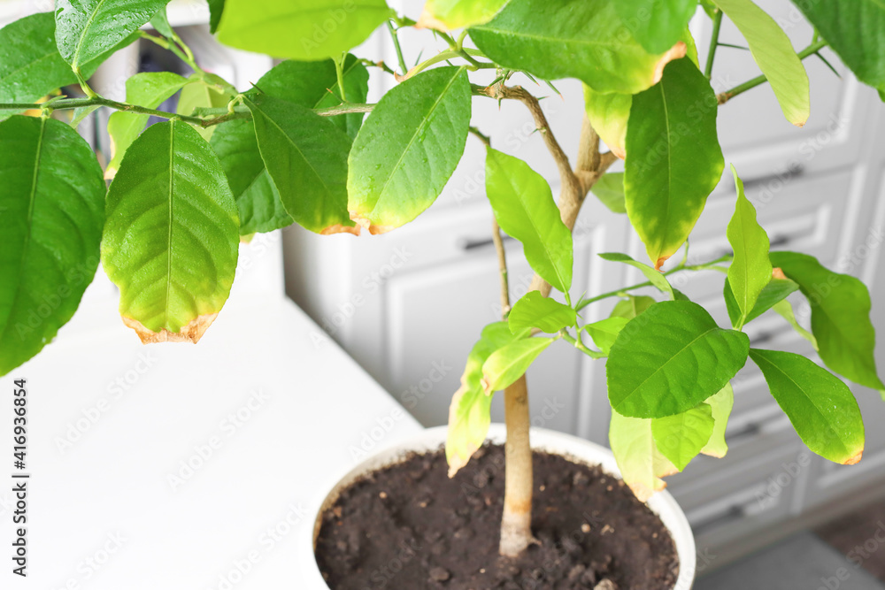 An unhealthy houseplant with yellowed leaves. Poor care, parasitology ...