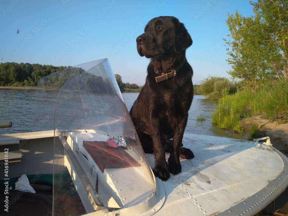 a large black Labrador dog sits on the stern of a boat for swimming ...