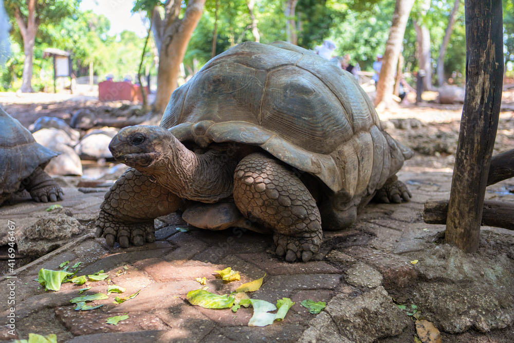 Giant Turtle on Prison Island in Zanzibar. Ancient turtles in Africa ...