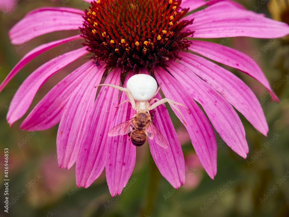 Purple Widow Spider