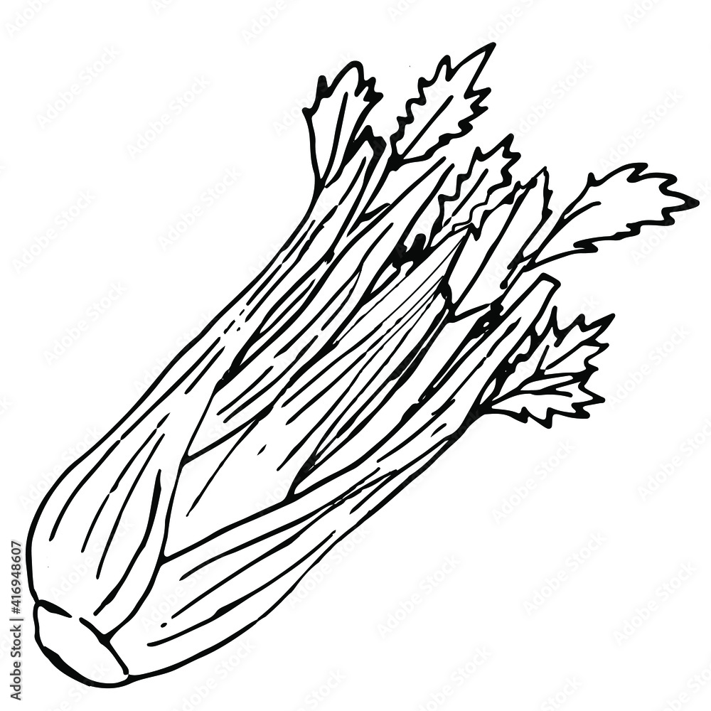 A simple drawing of celery with leaves, a delicious spicy plant, an ...