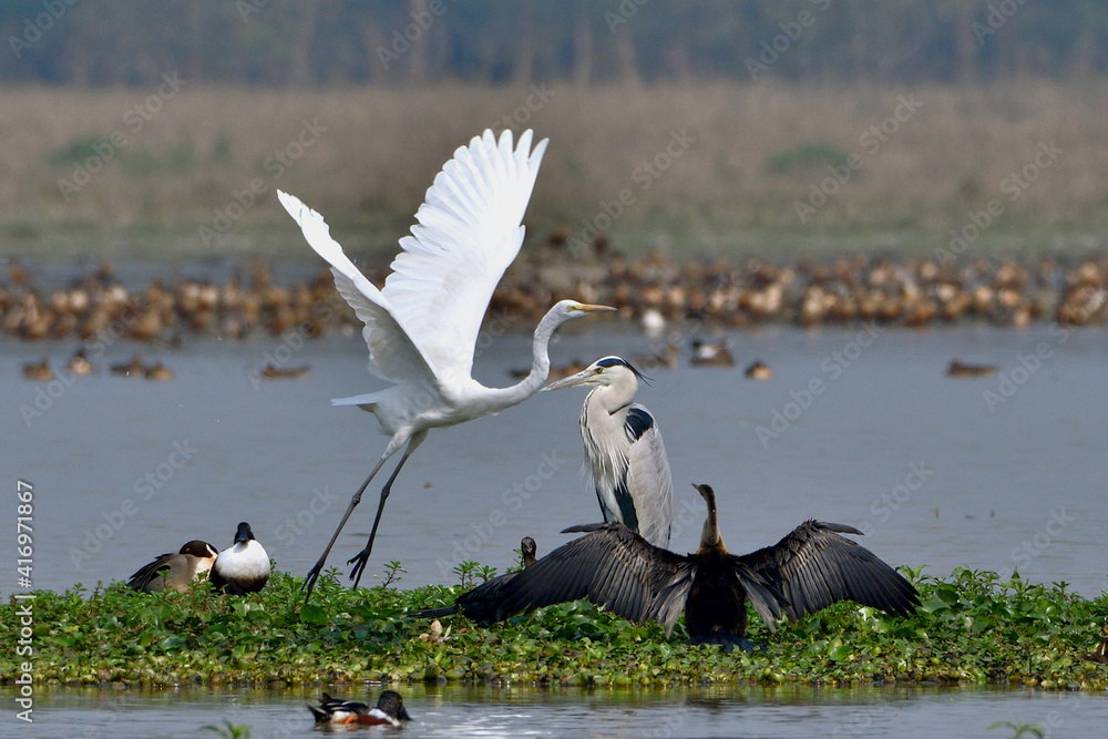 Five Different Bird Species In One Frame Stock Photo | Adobe Stock