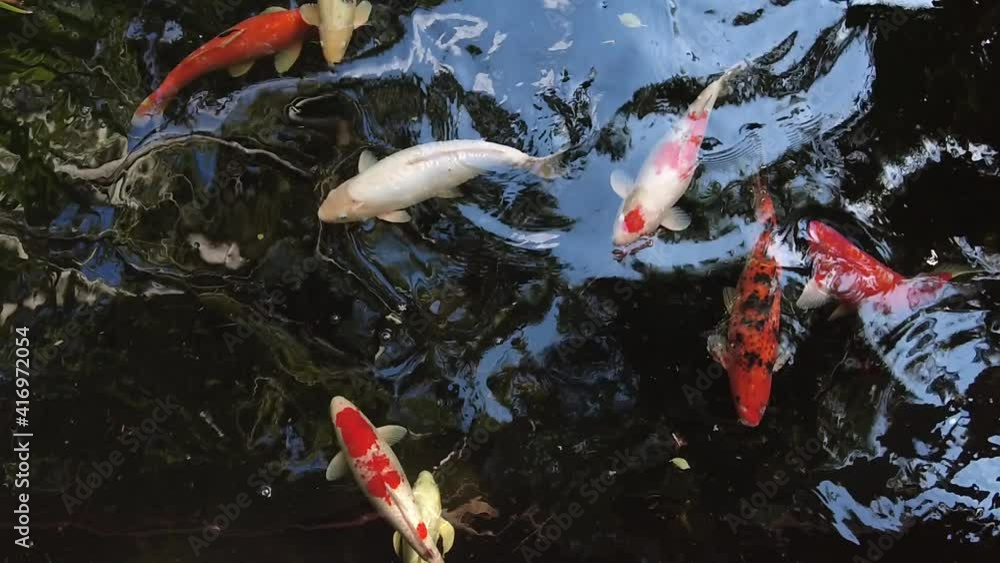 A slow-motion video of variety colors and sizes of koi fish on the ...