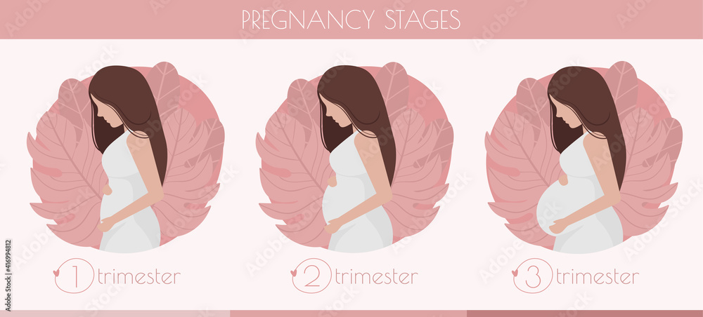 Stages of pregnancy - 3 trimester. Hand drawn flat vector illustration ...