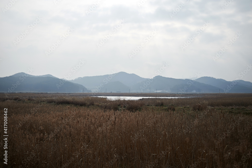 Flame Grass and reservoir in Taean-gun, South Korea. Stock Photo ...