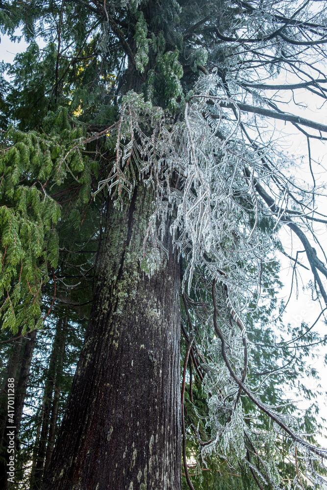 Snow covered hiking trails as they wind their way through green forests ...