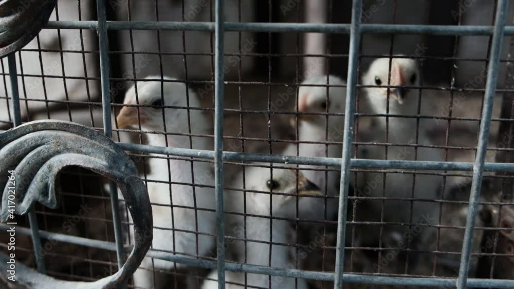 Little wild white birds captive in a cage. Sad frightened imprisoned ...
