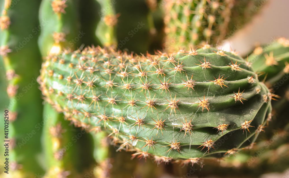 A cactus with small prickles hugs a neighboring cactus. Cactus hug. The ...