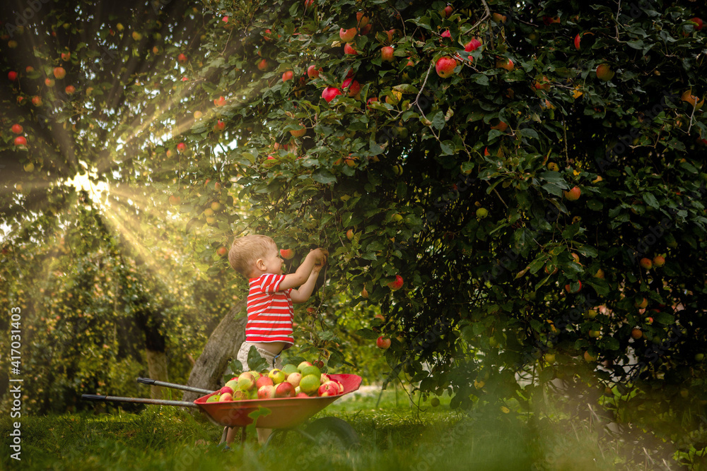 Zdjęcie Stock: Child picking apples on a farm. Little boy playing in ...