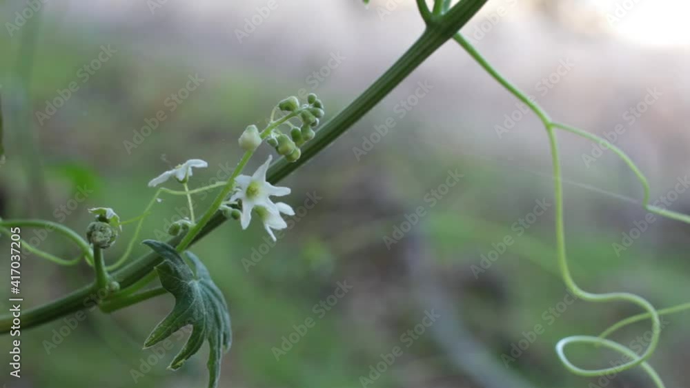 White staminate panicle inflorescences bloom on Chilicothe, Marah ...