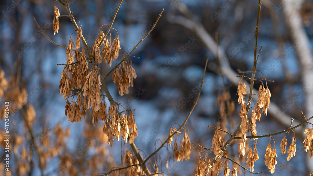 Ash Tree Winter