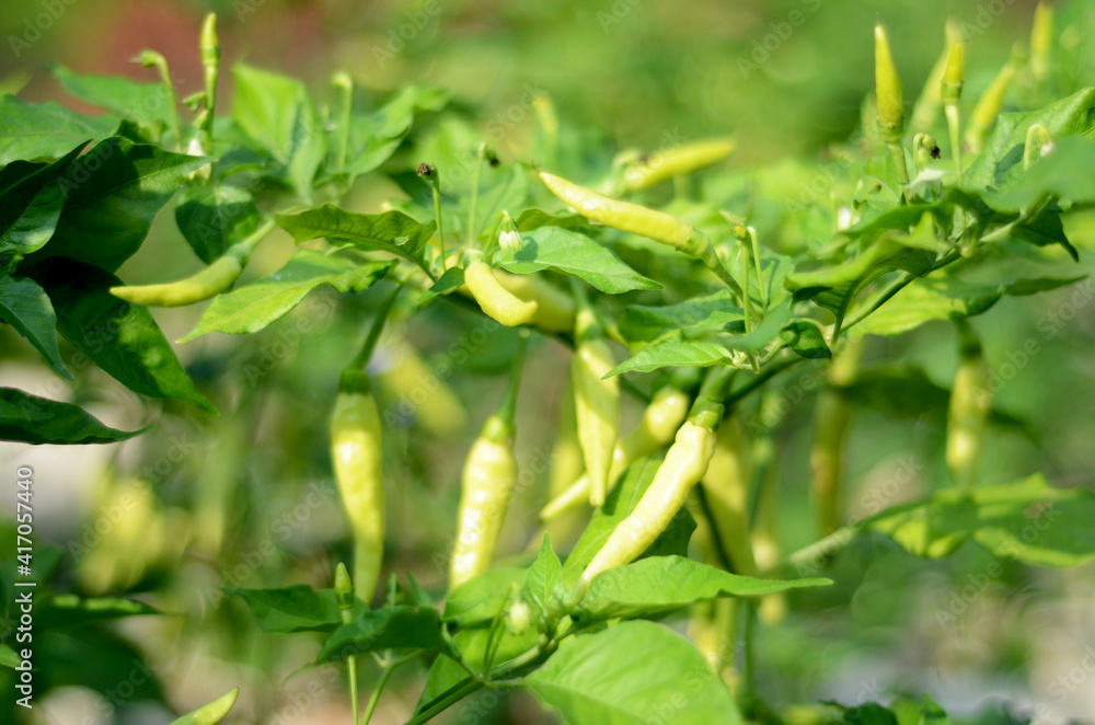 Capsicum annuum devil chili tree in a garden, from India and bangladesh ...