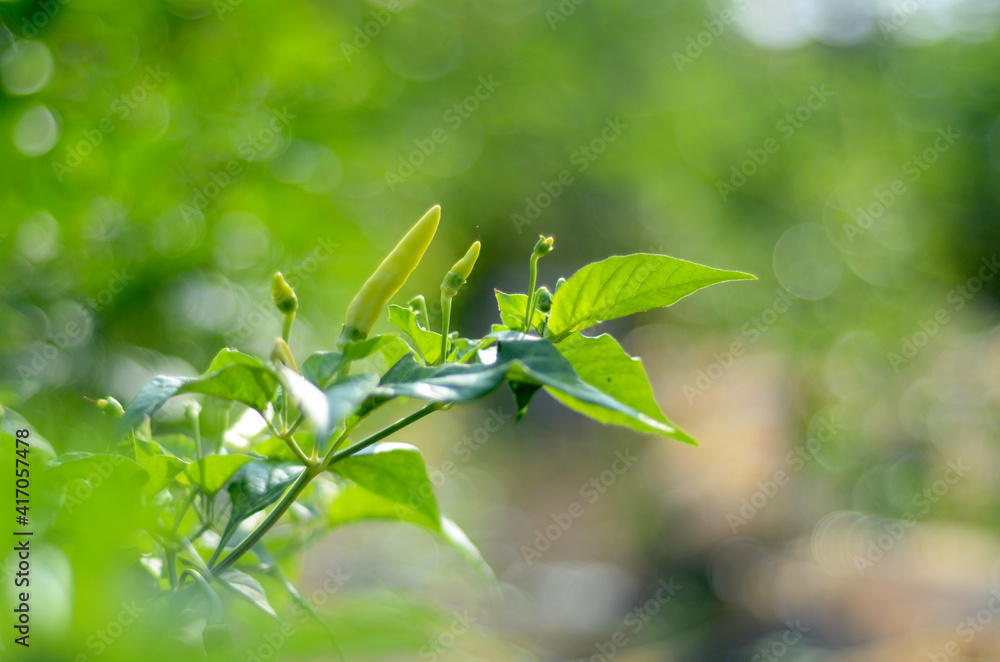 Capsicum annuum devil chili tree in a garden, from India and bangladesh ...