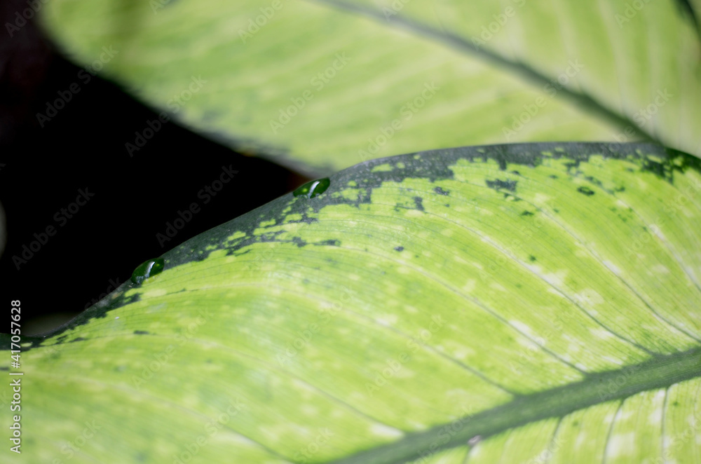 leaf from Dieffenbachia Camilla plants native to the Caribbean and ...