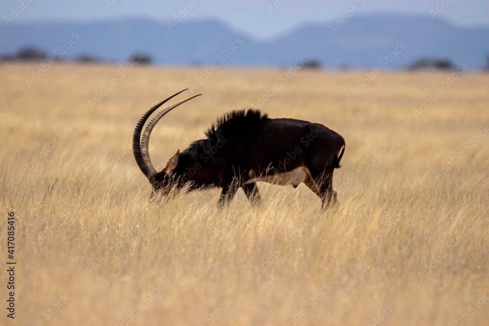 Sable antelope Bull, Mokala National Park, Kimberley, South Africa ...