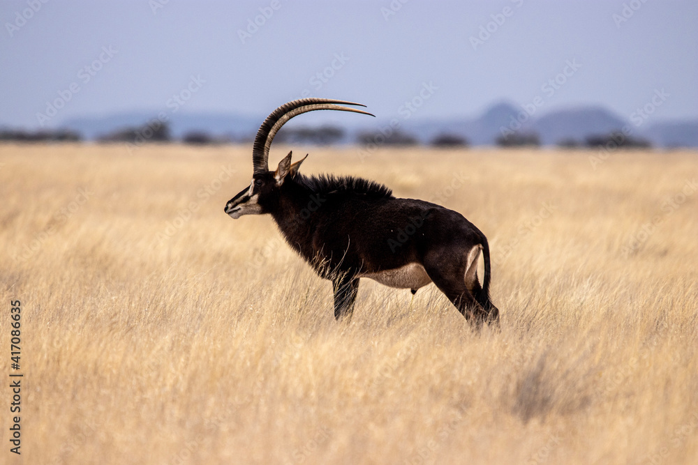 Sable antelope bull, Mokala National Park, Kimberley, South Africa ...