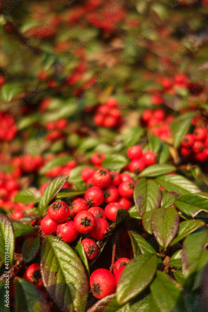 Particolare di cespuglio di rosa canina selvatica carico di bacche ...