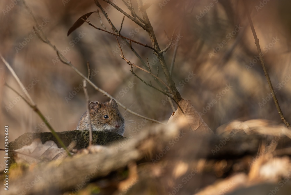 Common Vole - Microtus arvalis, common small rodent from European ...