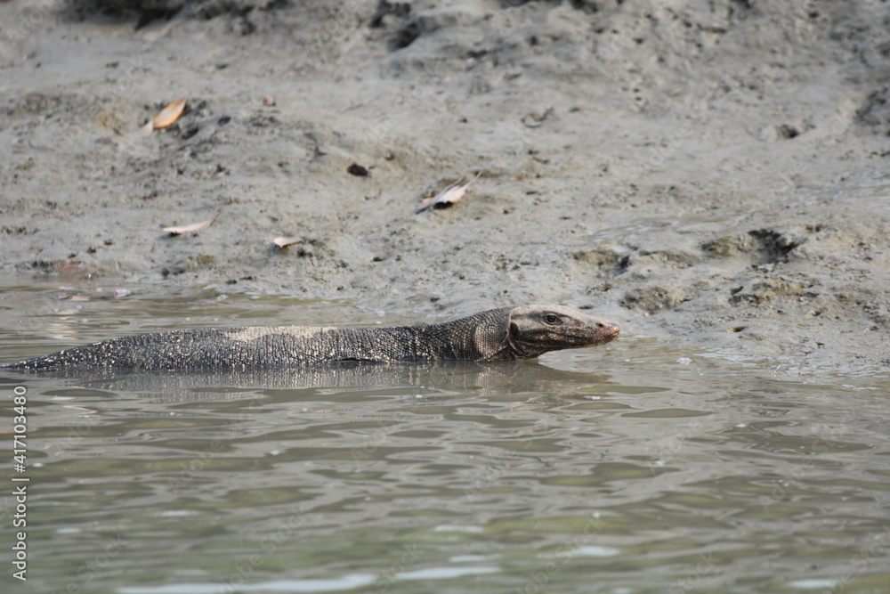 Sundarbans Wildlife Stock Photo | Adobe Stock