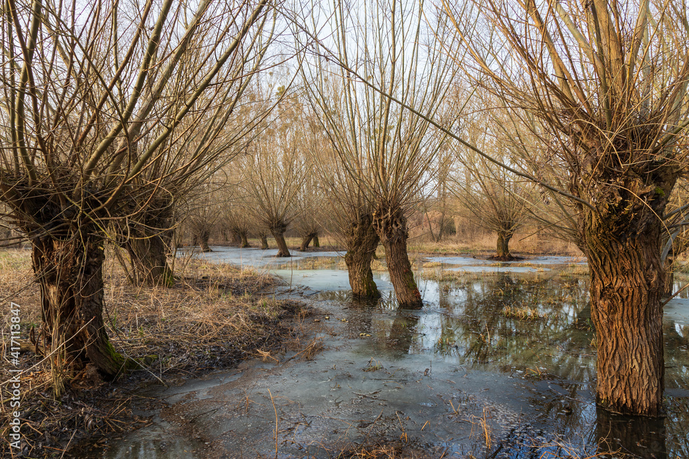 Salix caprea - willow grove. Several willows grow in the meadow and ...
