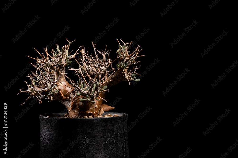 Caudex plants Stock Photo | Adobe Stock