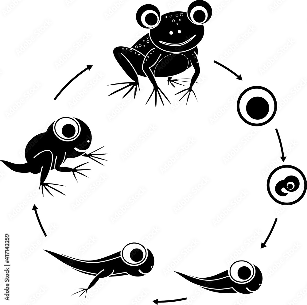 Silhouette of frog life cycle. Sequence of stages of development of ...