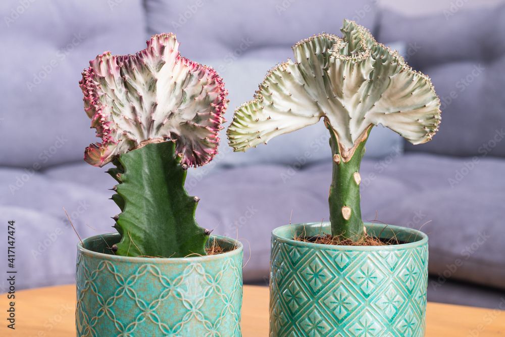 Coral Cactus