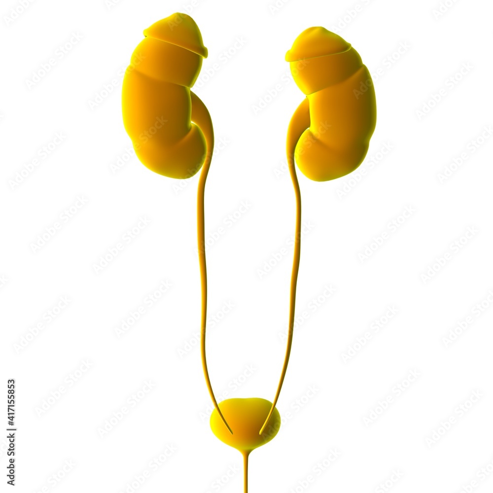 Human Urinary System Kidneys with Bladder Anatomy For Medical Concept ...