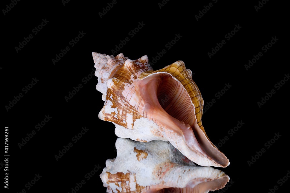 Seashells and shells from the ocean. Undersea life. Stock Photo | Adobe ...