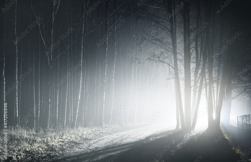 Illuminated pathway through the mighty trees at night. Scary forest ...