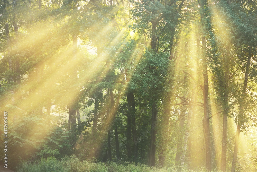 Sun rays flowing through the tree trunks of the evergreen forest. Fairy ...