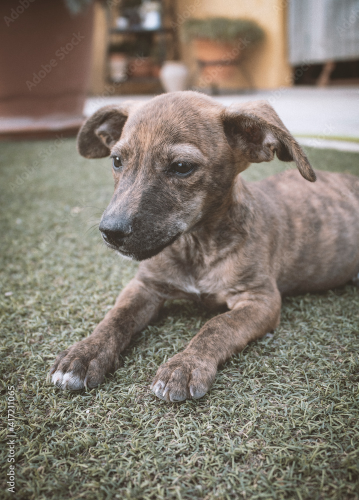cachorro raza maneto tumbado en el césped Stock Photo | Adobe Stock
