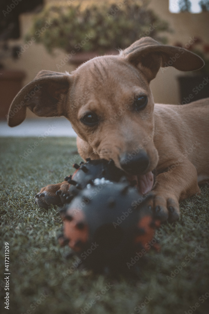 Foto de cachorro raza maneto tumbado en el césped jugando do Stock ...