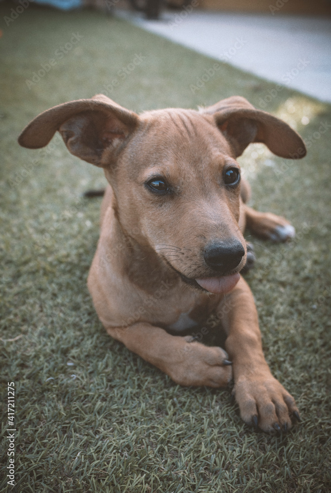 cachorro raza maneto tumbado en el césped Stock Photo | Adobe Stock