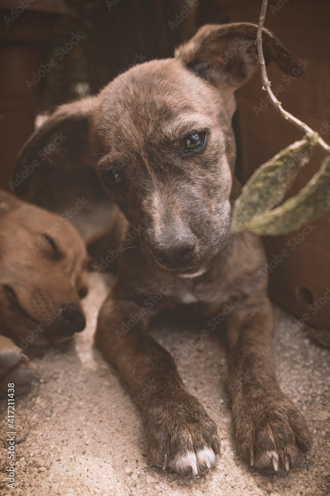 cachorro raza maneto tumbado entre las macetas Stock Photo | Adobe Stock
