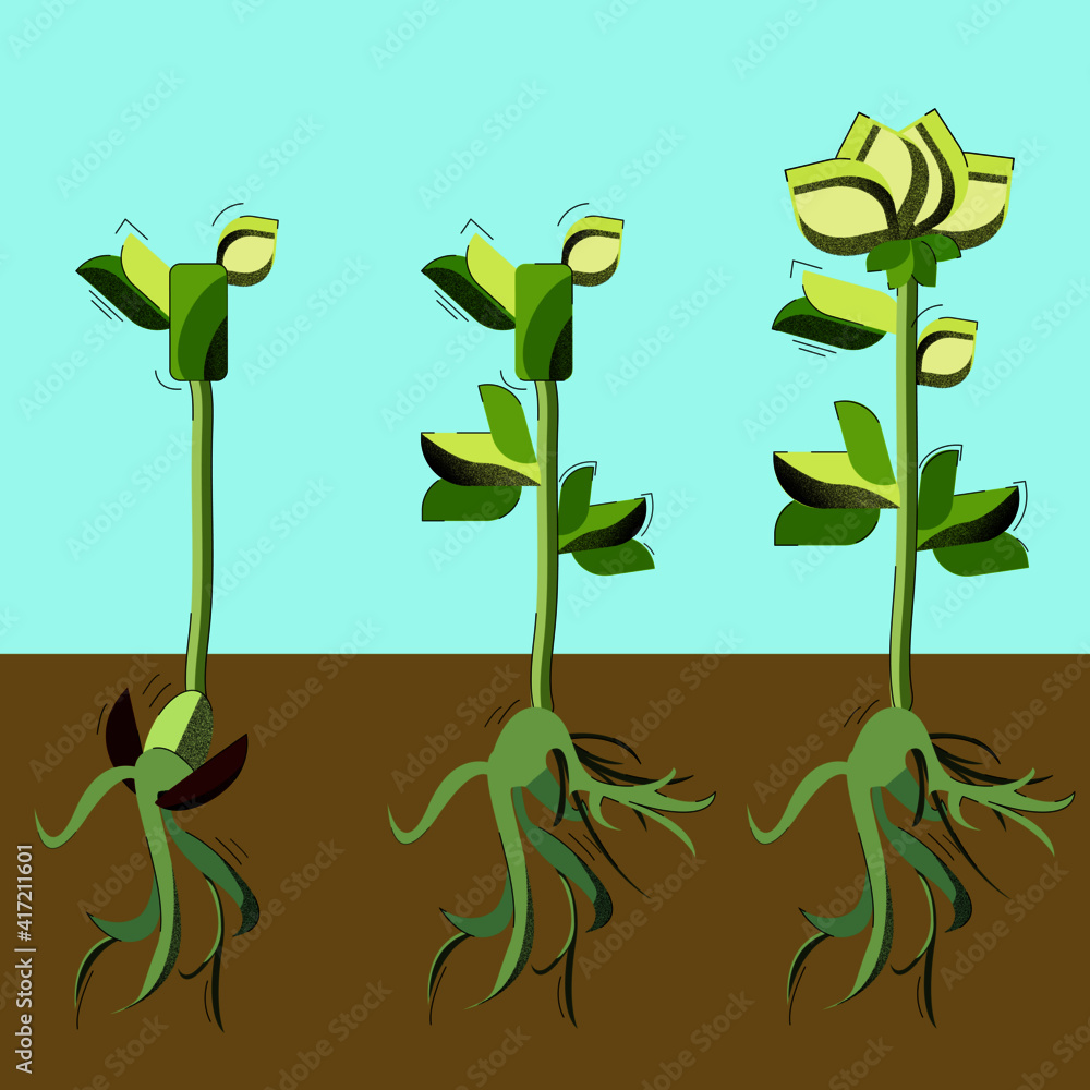 Realistic vector illustration of plant growth from seed to sprout ...