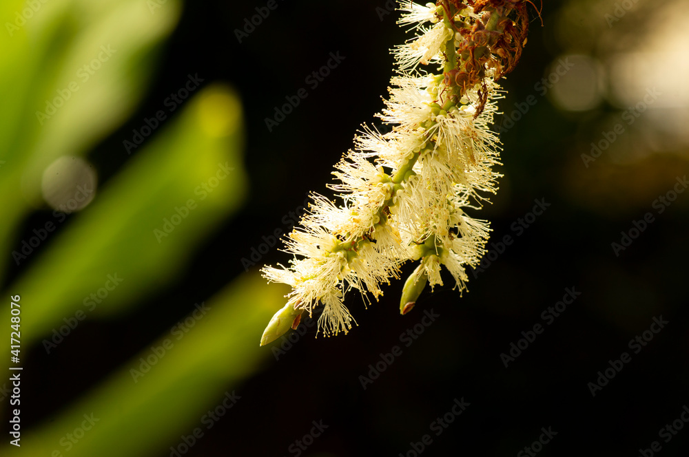 Melaleuca cajuputi flower, in shallow focus with blurred background ...