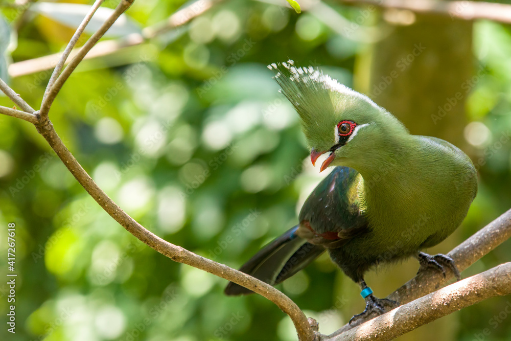 The Livingstone's turaco (Tauraco livingstonii) is a species of bird in ...