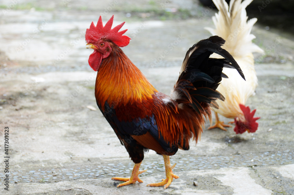 short-legged Bantam chicken, rooster in the backyard Stock Photo ...