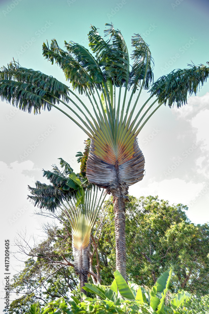 Arbre tropical exotique au jardin botanique en Guadeloupe Stock Photo ...