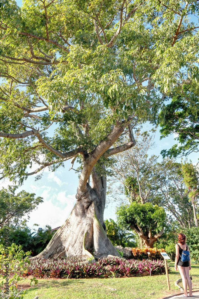 Grand arbre tropical exotique au jardin botanique en Guadeloupe Stock ...