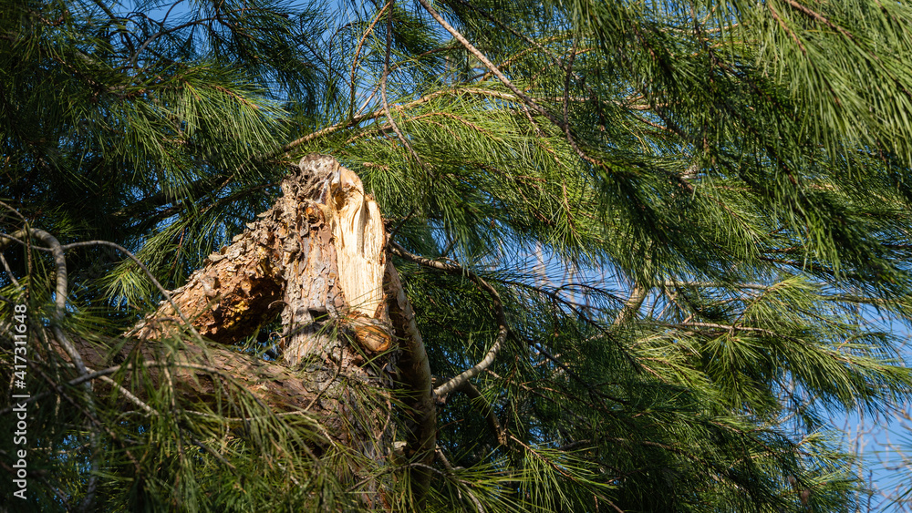 Broken trunk of Pitsunda pine (Pinus brutia pityusa) species of ...