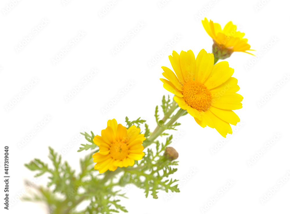 Flora of Gran Canaria - flowering yellow and white Glebionis coronaria ...