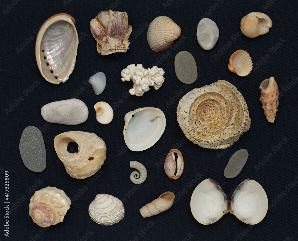 Flat lay arrangements of sea shells and other things collected on ...