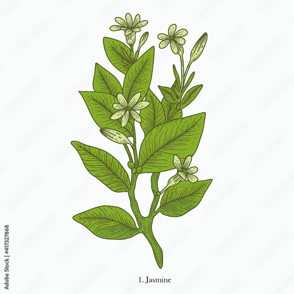 centaurea flower hand drawn vintage botanical vector illustration ...