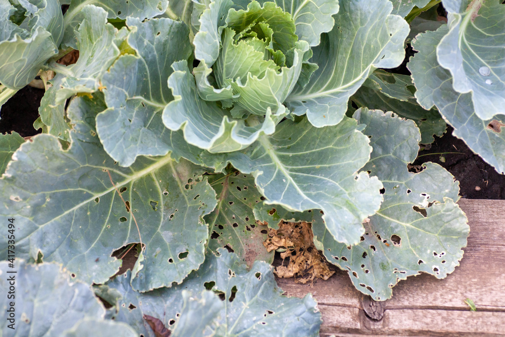 cabbage diseases. Cabbage leaves damaged by pests. the caterpillars ate ...