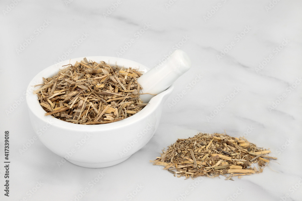 Couch grass herb root used in herbal medicine to treat coughs, fevers ...