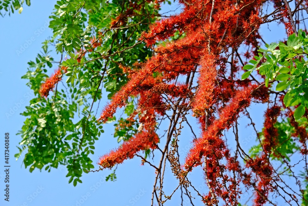 Monkey flower tree or Fire of Pakistan (Phyllocarpus septentrionalis ...