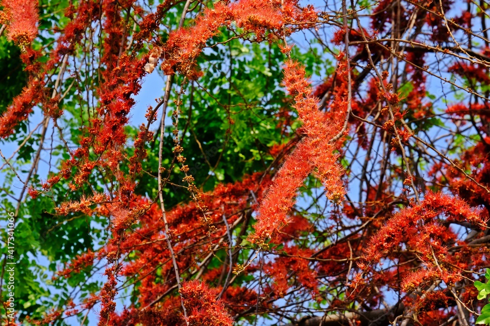 Monkey flower tree or Fire of Pakistan (Phyllocarpus septentrionalis ...